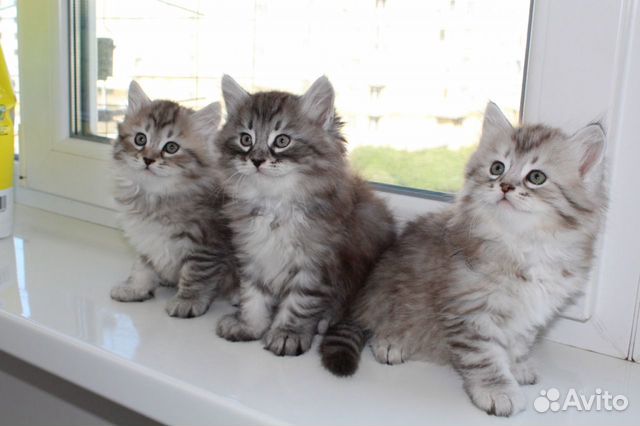 Сибирская котята