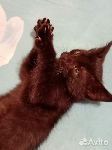 Изюминка ищет дом