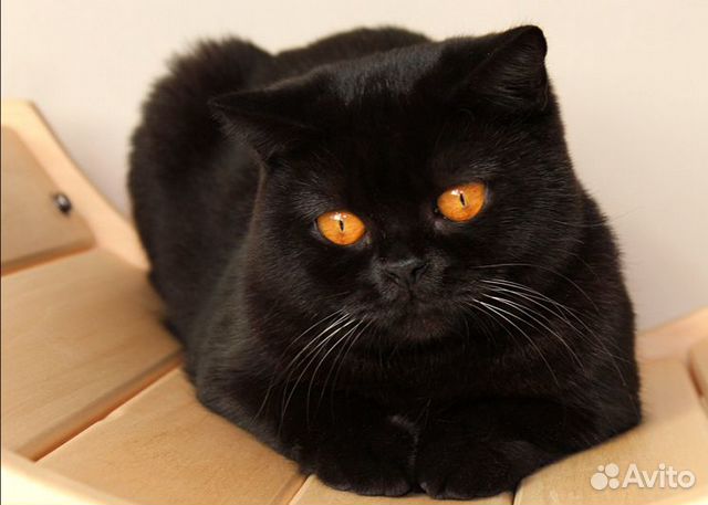 Британская вислоухая кошка