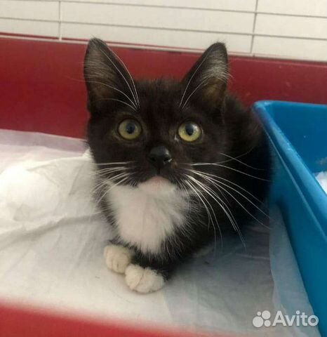 Котенок-девочка в добрые руки бесплатно