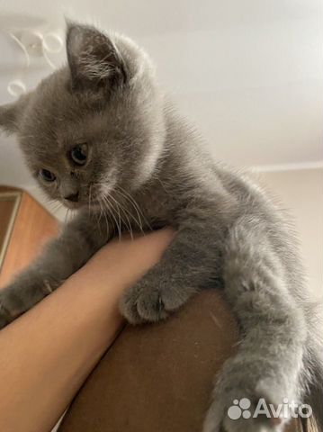 Британский котенок