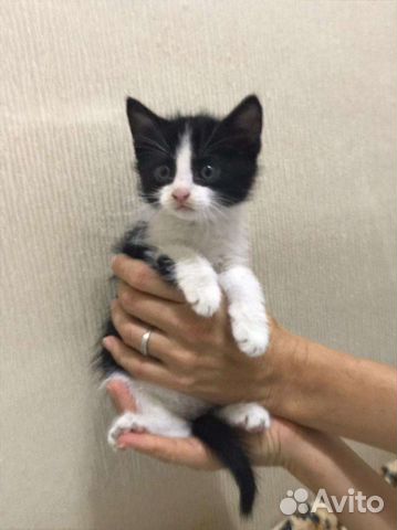 Котенок в добрые руки