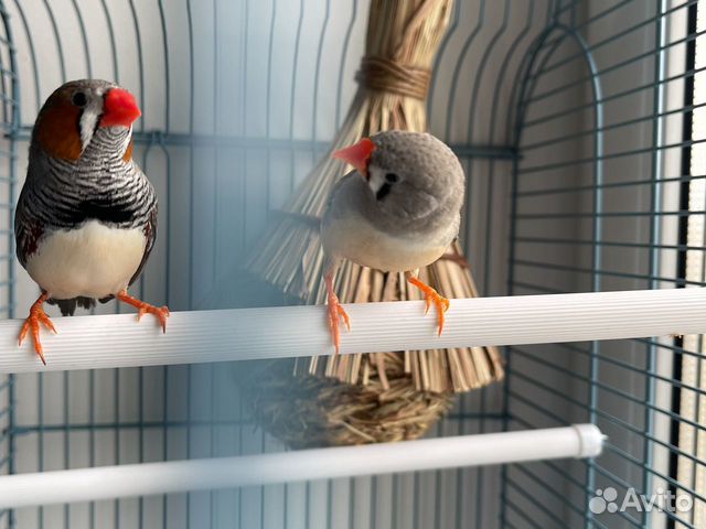 Японские амадины