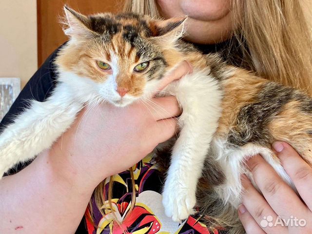 Трехцветная кошка Варвара
