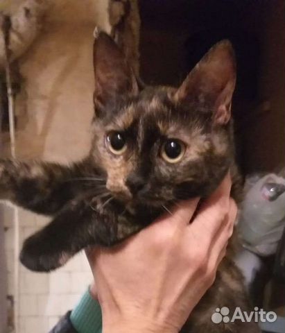 Котенок Мусечка