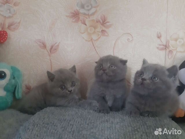 Шотландские