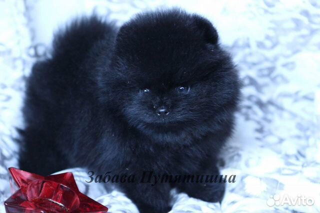 Мальчик уголёк шпиц