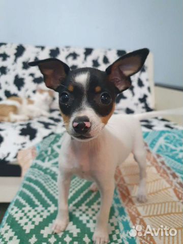 Тойфокстерьер