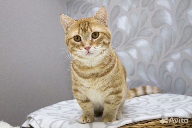 Взрослый кот манчкин