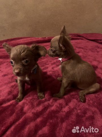 Петербургская Орхидея