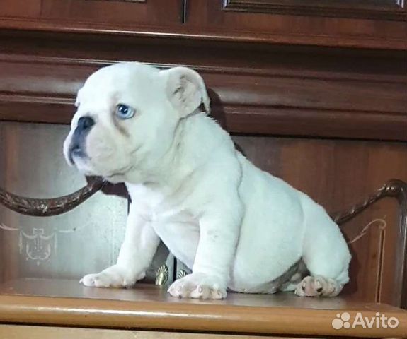 Голубоглазый блондин английский бульдог