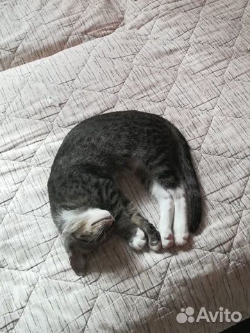 Котенок в добрые руки