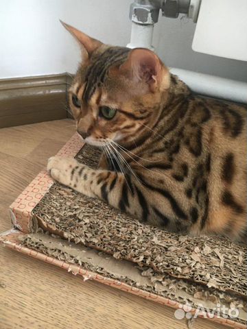 Бенгальская кошечка