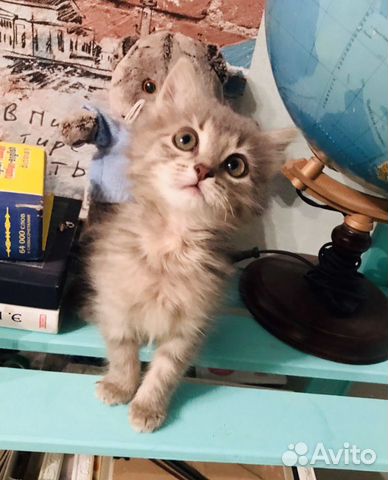 Котенок девочкаСмоки