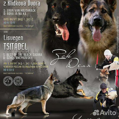 Щенки немецкой овчарки