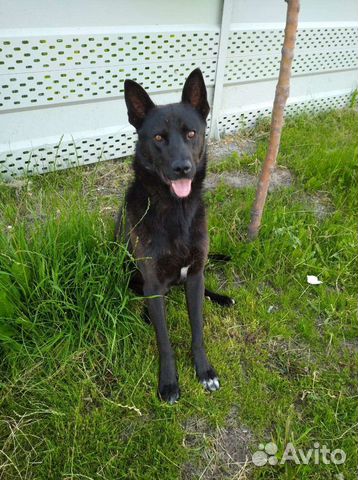 Собака в добрые руки овчарка