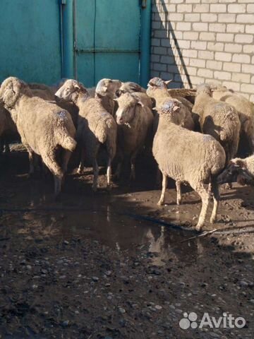 Брак матки 4500