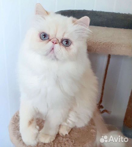 Персидская кошечка ред-пойн