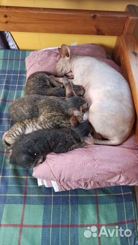 Донской сфинкс котята