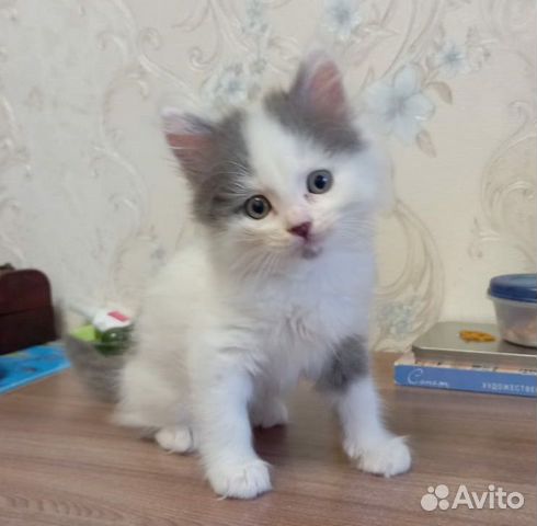 Белый котенок Шуня