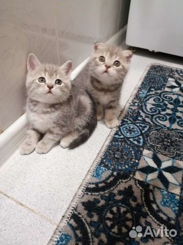 Шотландочки