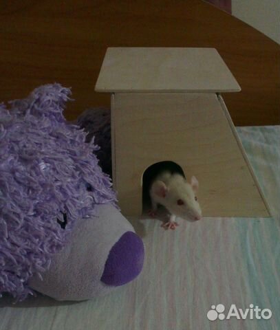 Крысята дамбо