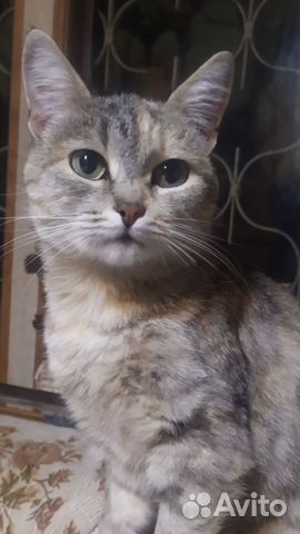 Кошечка (2,5 года) девочка