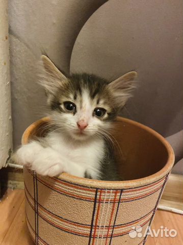 Цветочек Локи