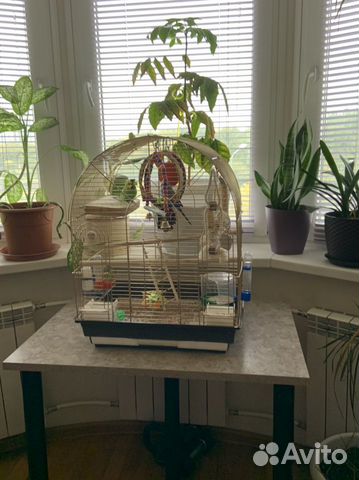 Волнистики молодые