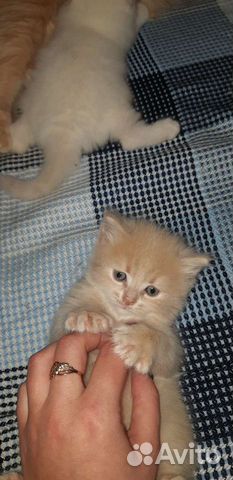 Сибирская кошка