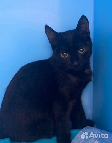 Прекрасная пантерка в добрые руки