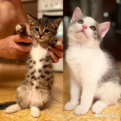 Котята ищут дом