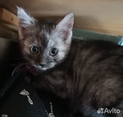Котенок смешная