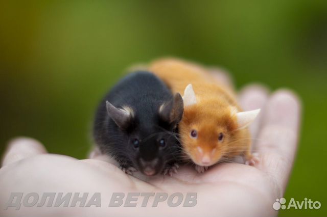 Две девочки декоратиные мышки, черная и золотая