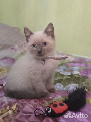 Котенок в добрые руки