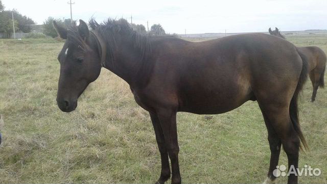 Лошадь жеребец