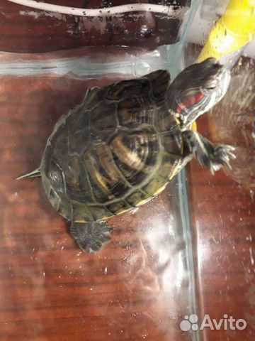 Красноухая черепаха в дар