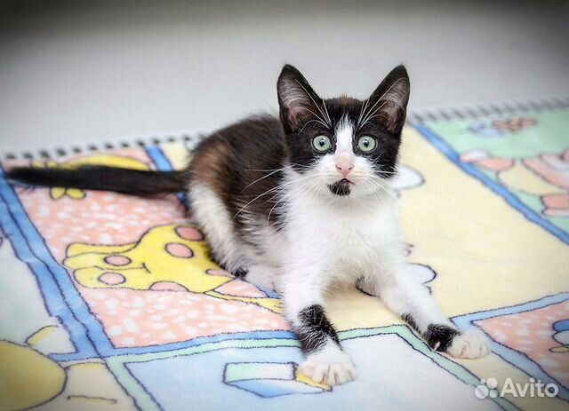 Шикарный Нафаня ищет дом