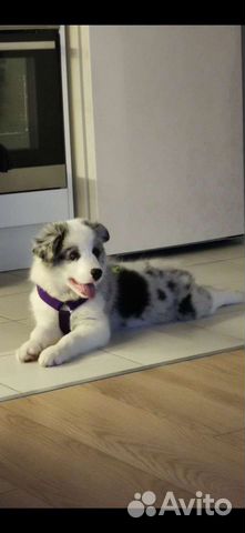 Щенок бордер колли мальчик 3 месяца