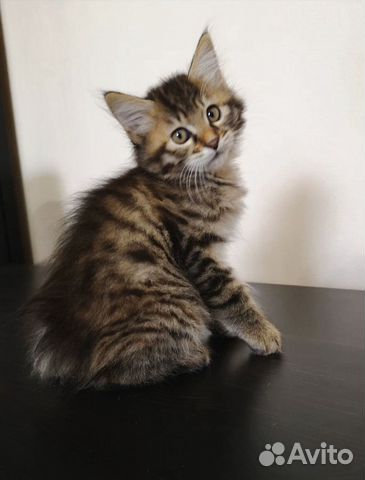 Продажа котят курильского бобтейла