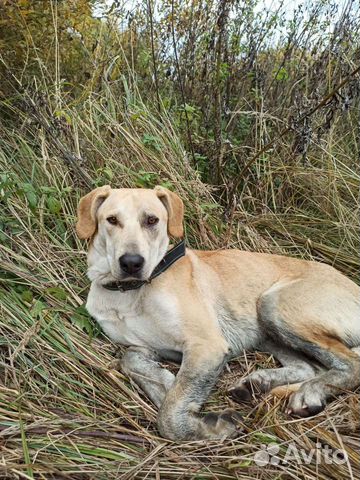Энергичная собака в дар