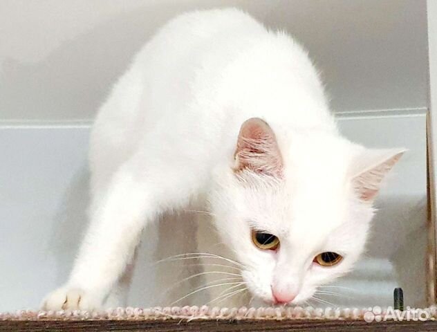 Чисто белая кошечка