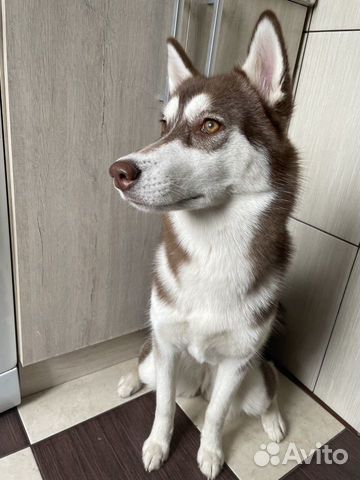 Чудо хаски в добрые руки