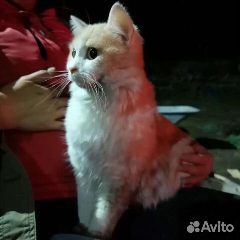 Сибирская кошка бесплатно