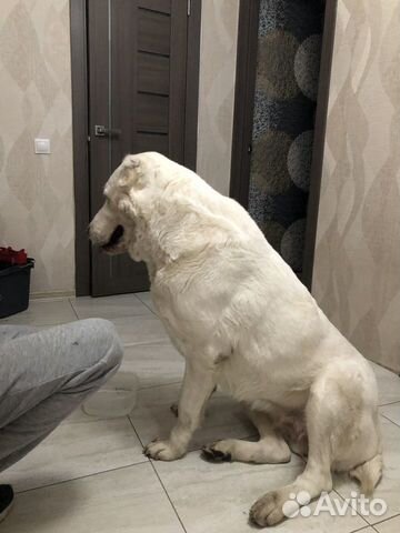 Алабай в дар