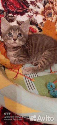 Кошки в добрые руки бесплатно