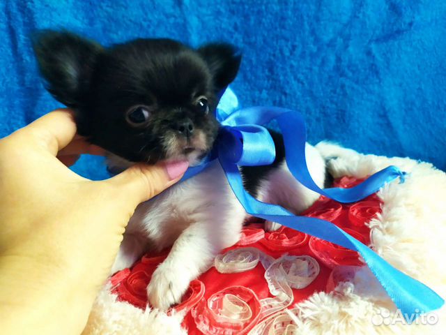 Мини мальчик чихуахуа Татошка