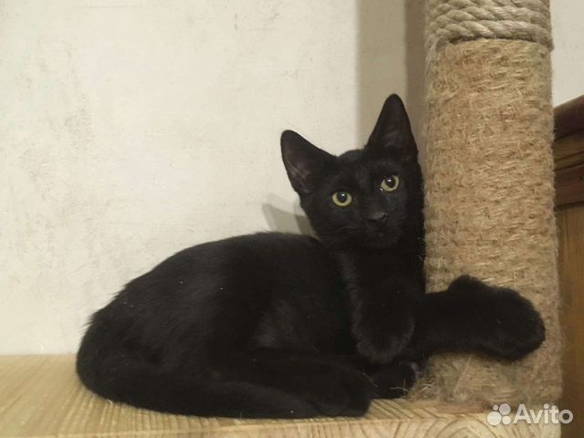 Черный мальчик 3,5 м