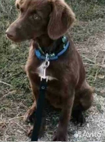 Шоколадный щенок Лэсси