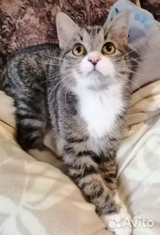 Котёнок в добрые руки